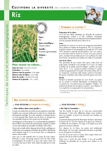 Les étapes de la transformation du riz