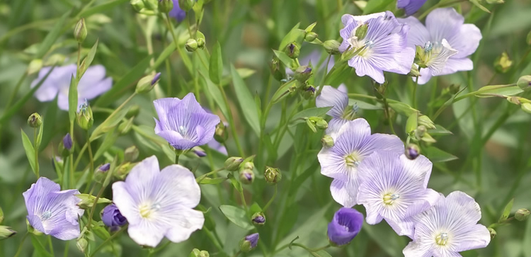 Bienvenue sur Semencemag, le magazine qui vous dit tout sur les ...