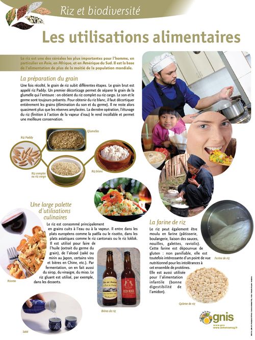 Les étapes de la transformation du riz