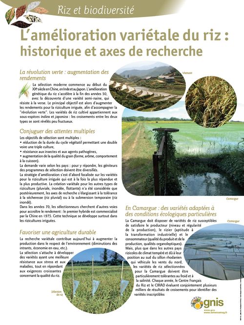 Multiplier et produire des semences de riz en Camargue